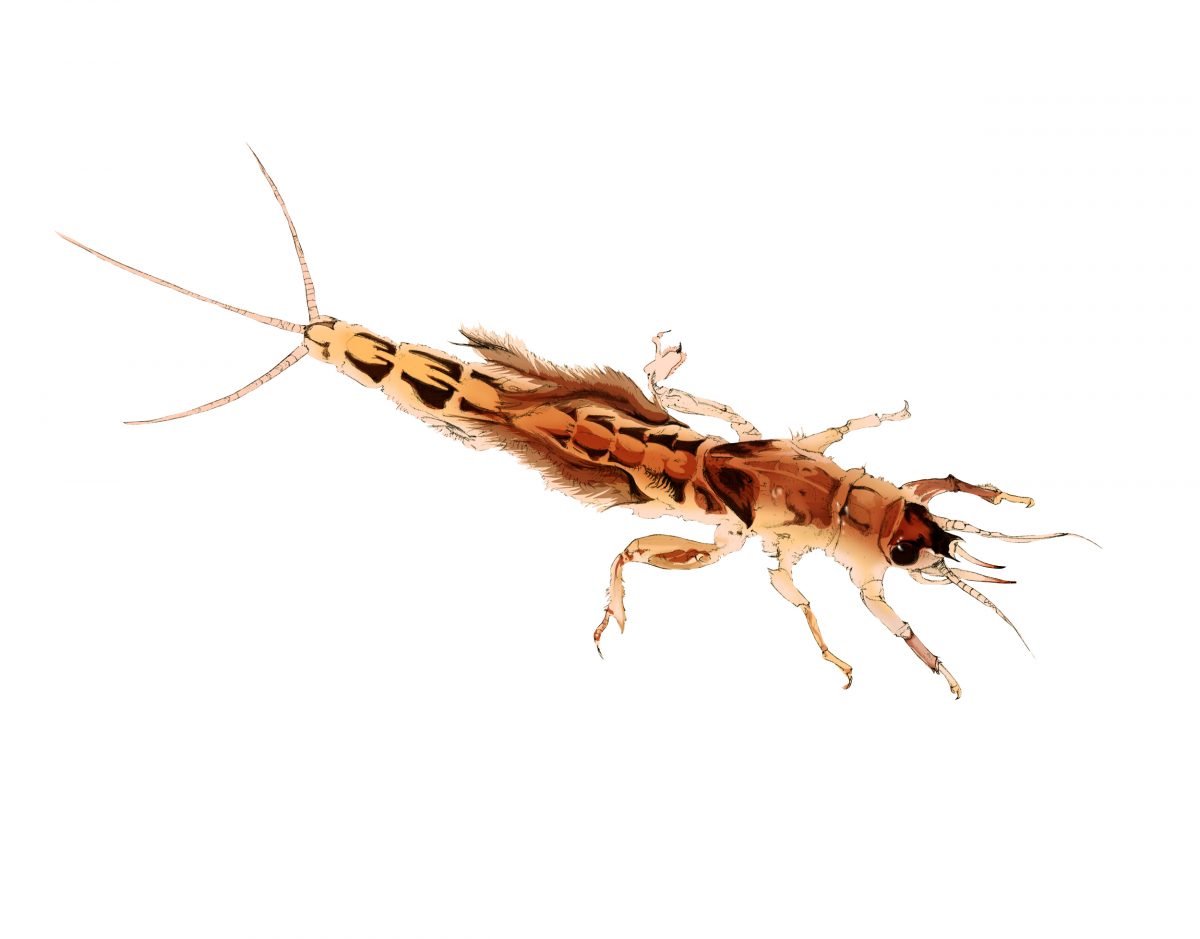 Nick Ellwood | North Yorkshire Moors National Parks – Natural Science ...